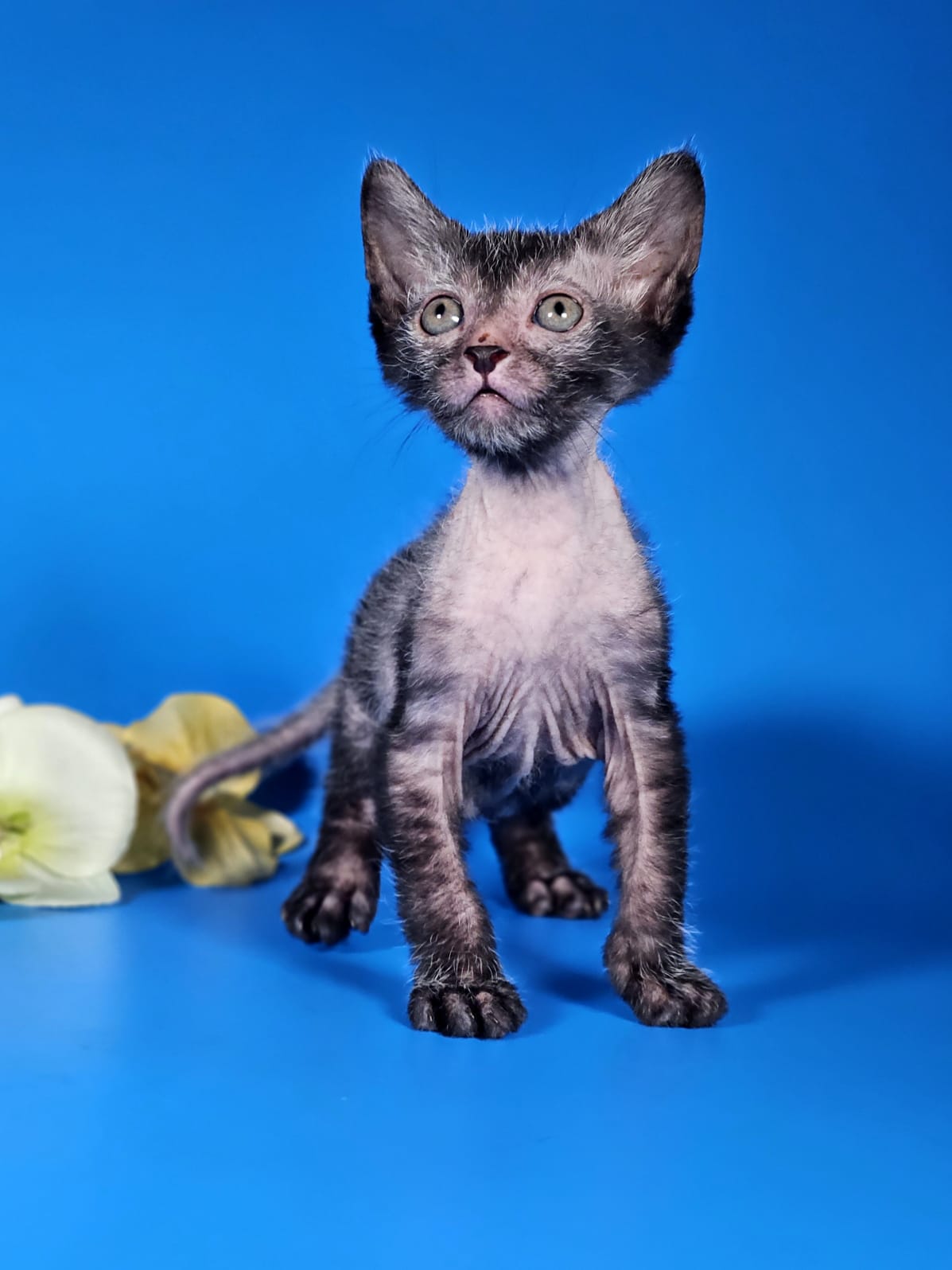 Pepe - likoi - Cat Lovers Paradise